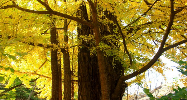 Appreciate Ginkgo Leaves in Ancient Temples