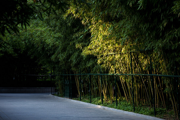 Purple Bamboo Park