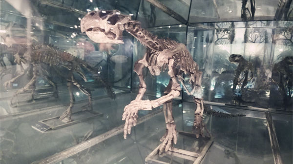 Beijing Nature Museum