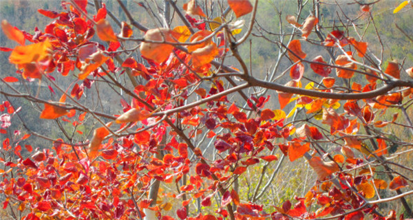 Best Periods for Red Leaves Appreciating at Different Places in Beijing