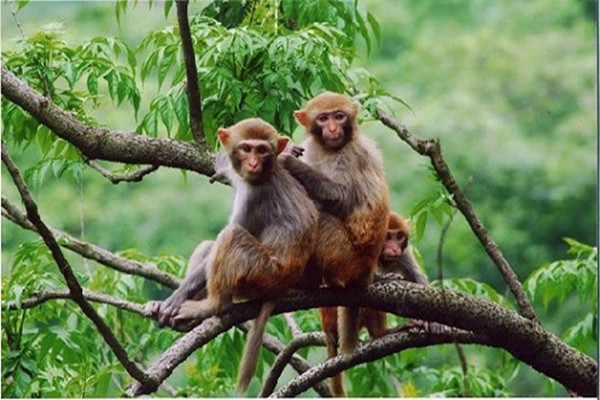 Taiping Monkey Mountain