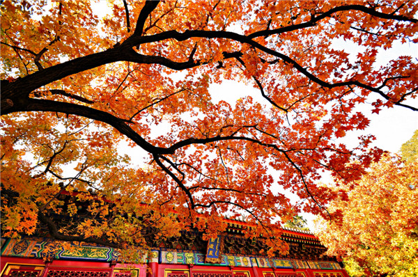 Red Leaves of Fragrant Hills Park