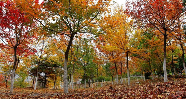 Embrace the Colorful Autumn at Beigong National Forest Park