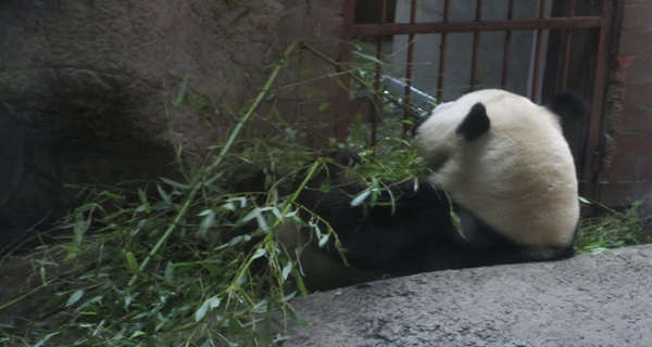 The Twin Giant Pandas were Named 'Elegant' and 'Joy' at Atlanta Zoo