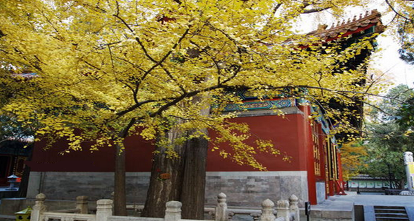 Appreciate Ginkgo Leaves in Ancient Temples