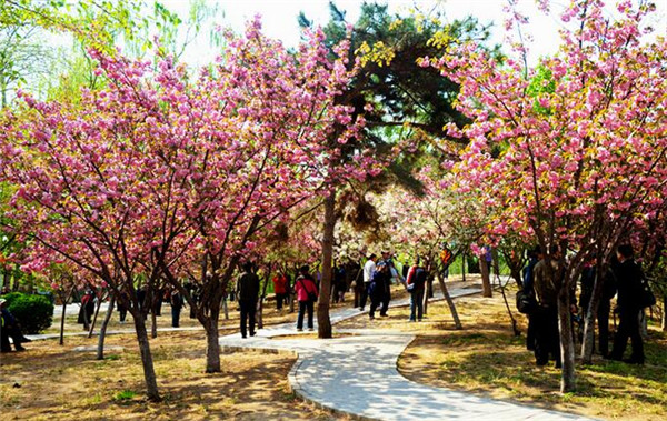 The Last Amazing Flower Season of Yuyuantan Park