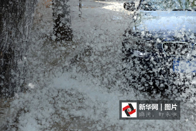 Pollen-Alarm in Beijing