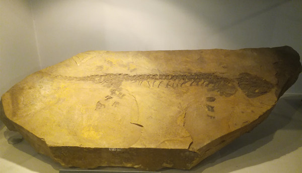 Chinese Dinosaurs Fossil to Exhibition in the UK