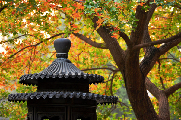 Red Leaves of Fragrant Hills Park