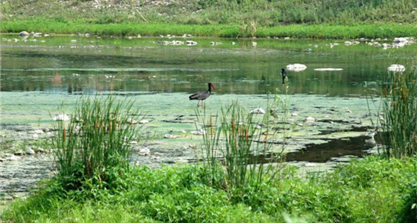 Fall in Love with Qingshui River